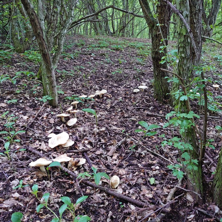 Wild Mushroom Foraging: 12 Tips for Beginners – Something About Plants