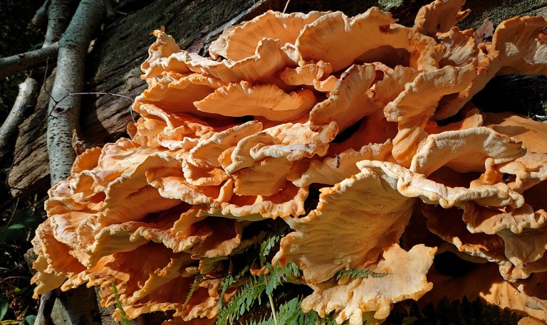 Wild Mushroom Foraging: 12 Tips for Beginners – Something About Plants