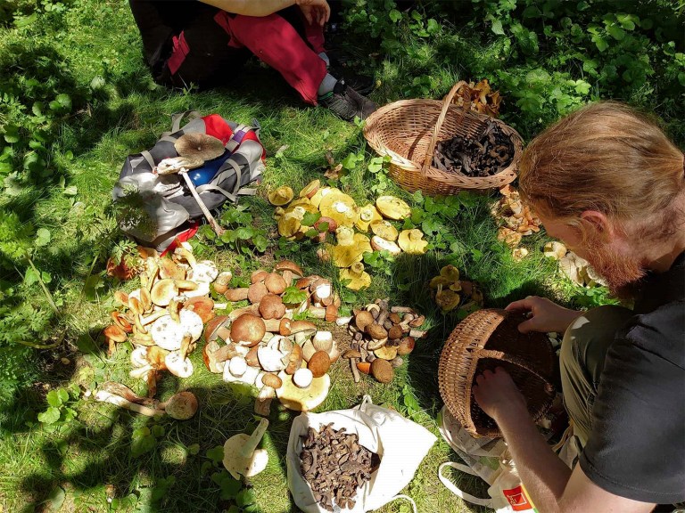 Wild Mushroom Foraging: 12 Tips for Beginners – Something About Plants