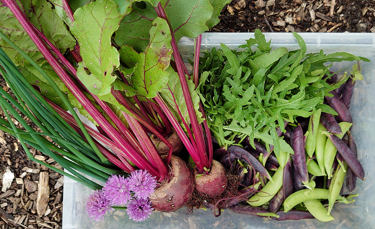 How Much Money Can You Save by Growing Your Own Vegetables? – Something ...